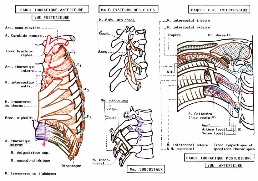 anatomie : la paroi thoracique | فيض القلم