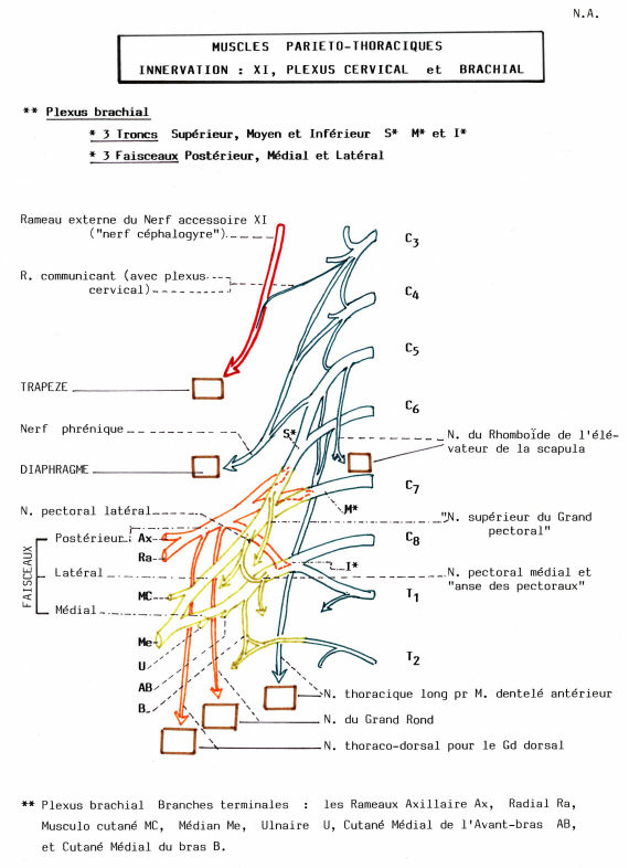 anatomie : la paroi thoracique | فيض القلم