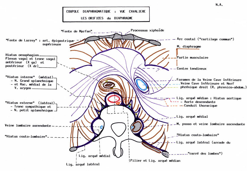 anatomie : la paroi thoracique | فيض القلم