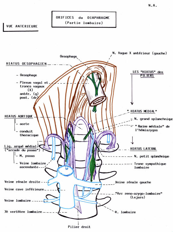 anatomie : la paroi thoracique | فيض القلم